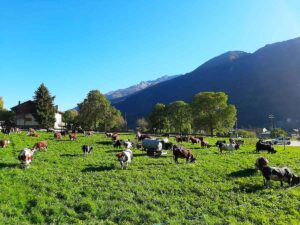 Valle D'Aosta, cosa vedere a Morgex in un week-end - Viaggiapiccoli