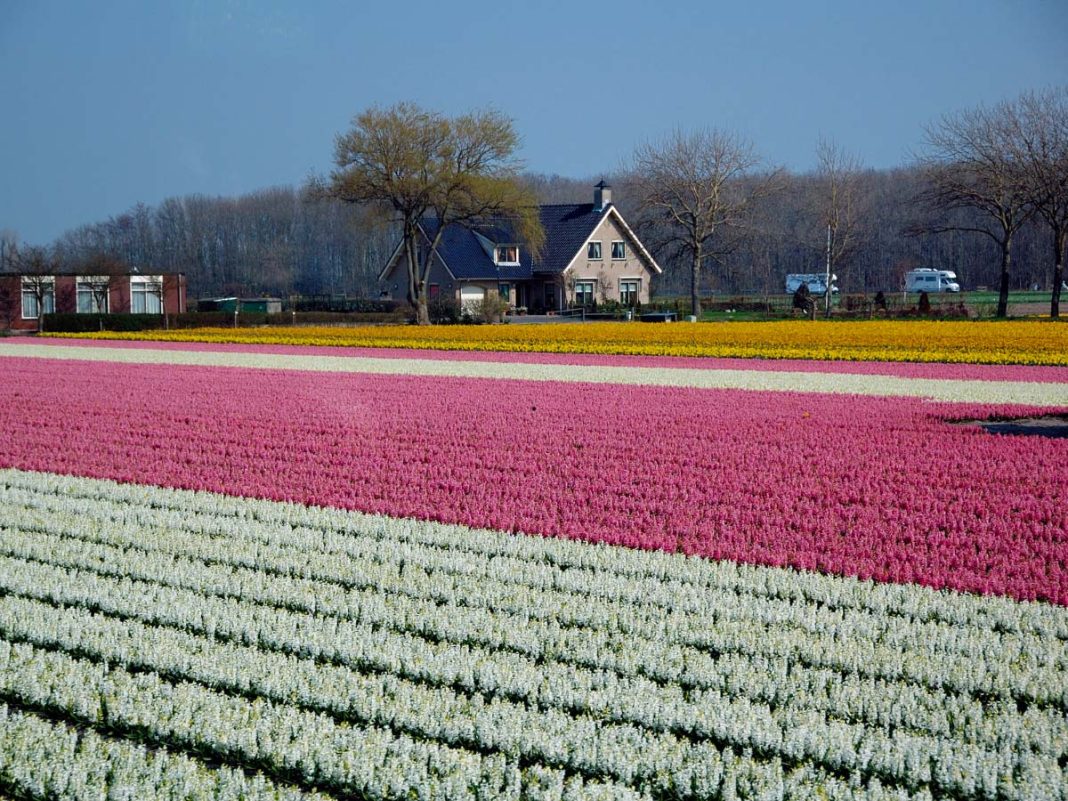 Alla scoperta della fioritura dei tulipani in Olanda - Viaggiapiccoli