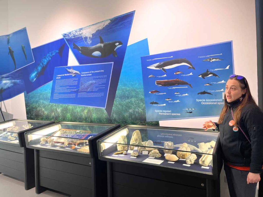 MuMAB: il Museo del Mare Antico e della Biodiversità a Salsomaggiore ...