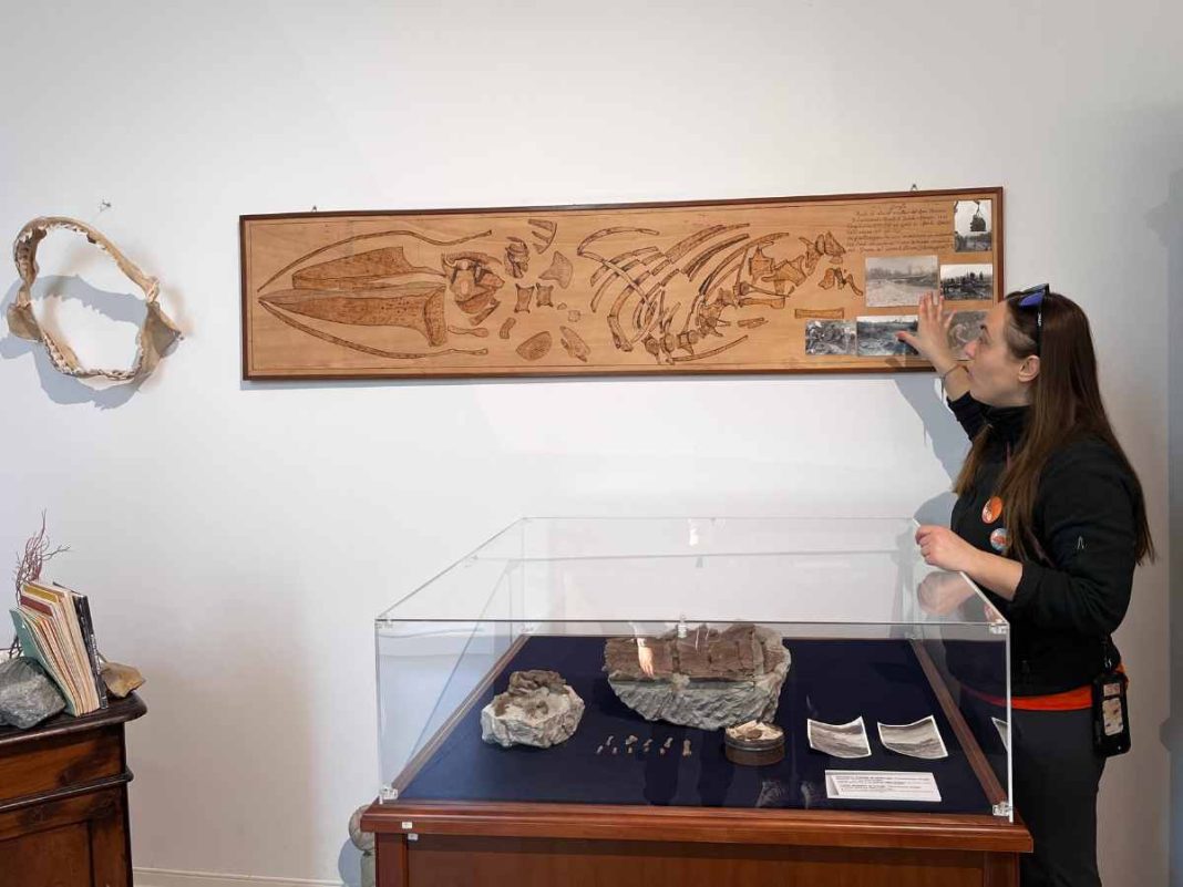 MuMAB: il Museo del Mare Antico e della Biodiversità a Salsomaggiore ...